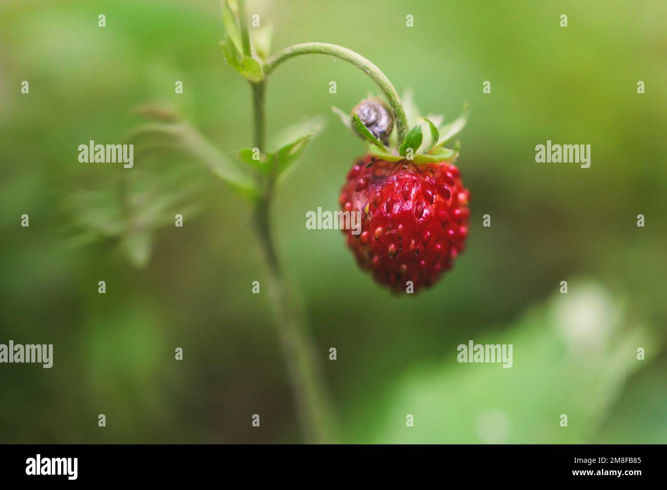 Process of harvesting raspberry and picking berries and wild ...