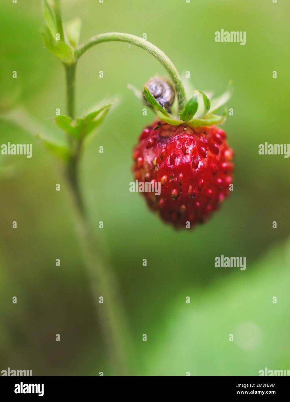 Process of harvesting raspberry and picking berries and wild ...