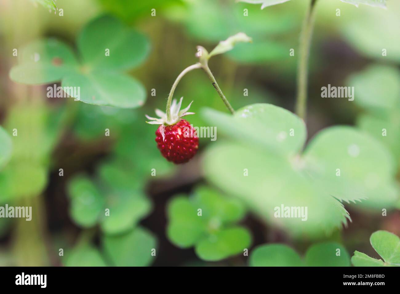 Process of harvesting raspberry and picking berries and wild ...