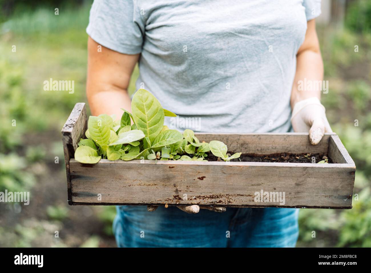 Woman holding a wooden box with young pepper seedlings in her hands ...