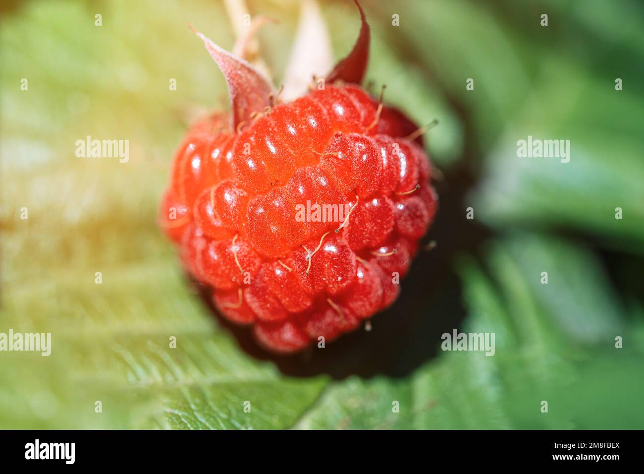 Macro photography of raspberries in the sun Stock Photo - Alamy