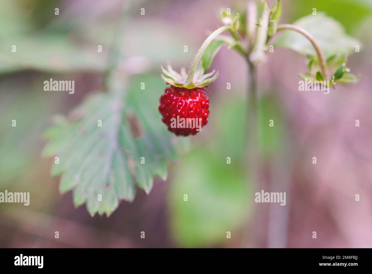 Process of harvesting raspberry and picking berries and wild ...