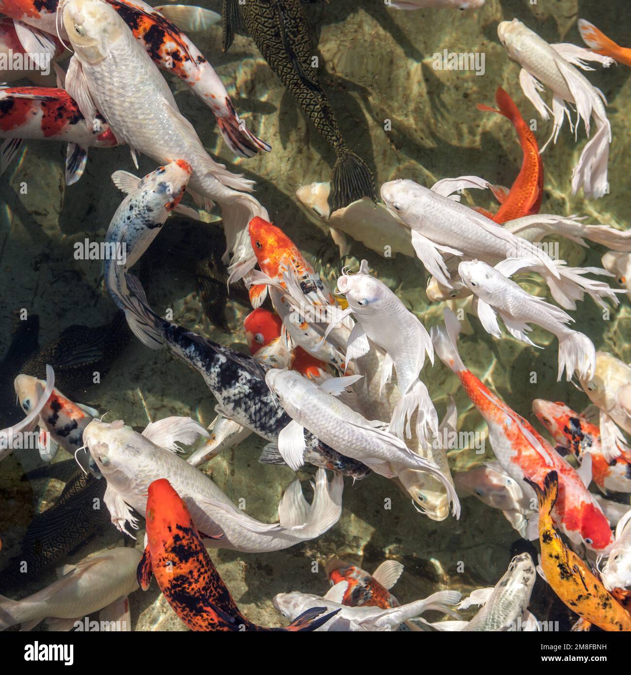 Colorful koi fish swimming in the pond. White, orange, and black ...