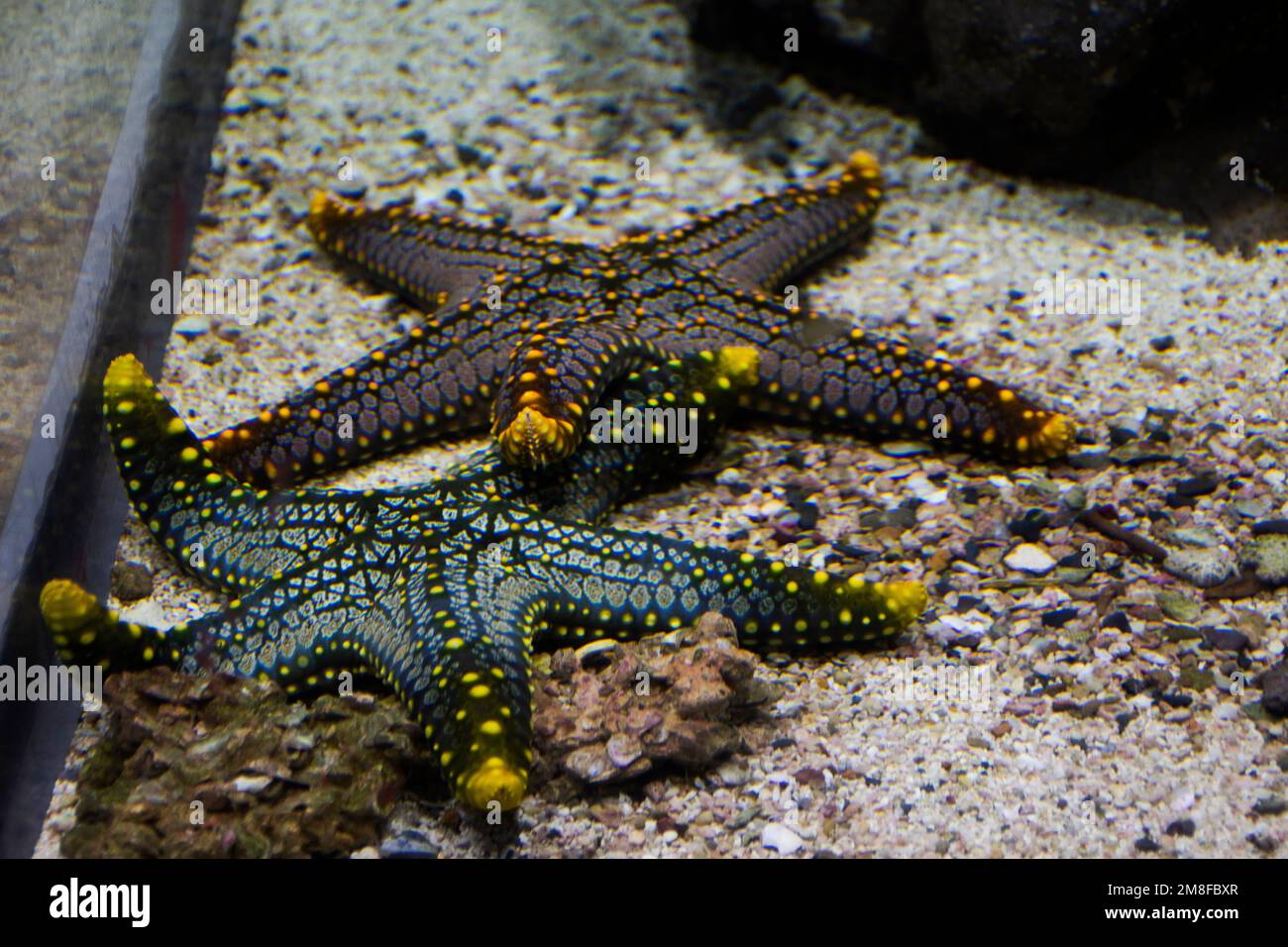 Institute building Marine Aquarium and Science Museum of Burapha ...
