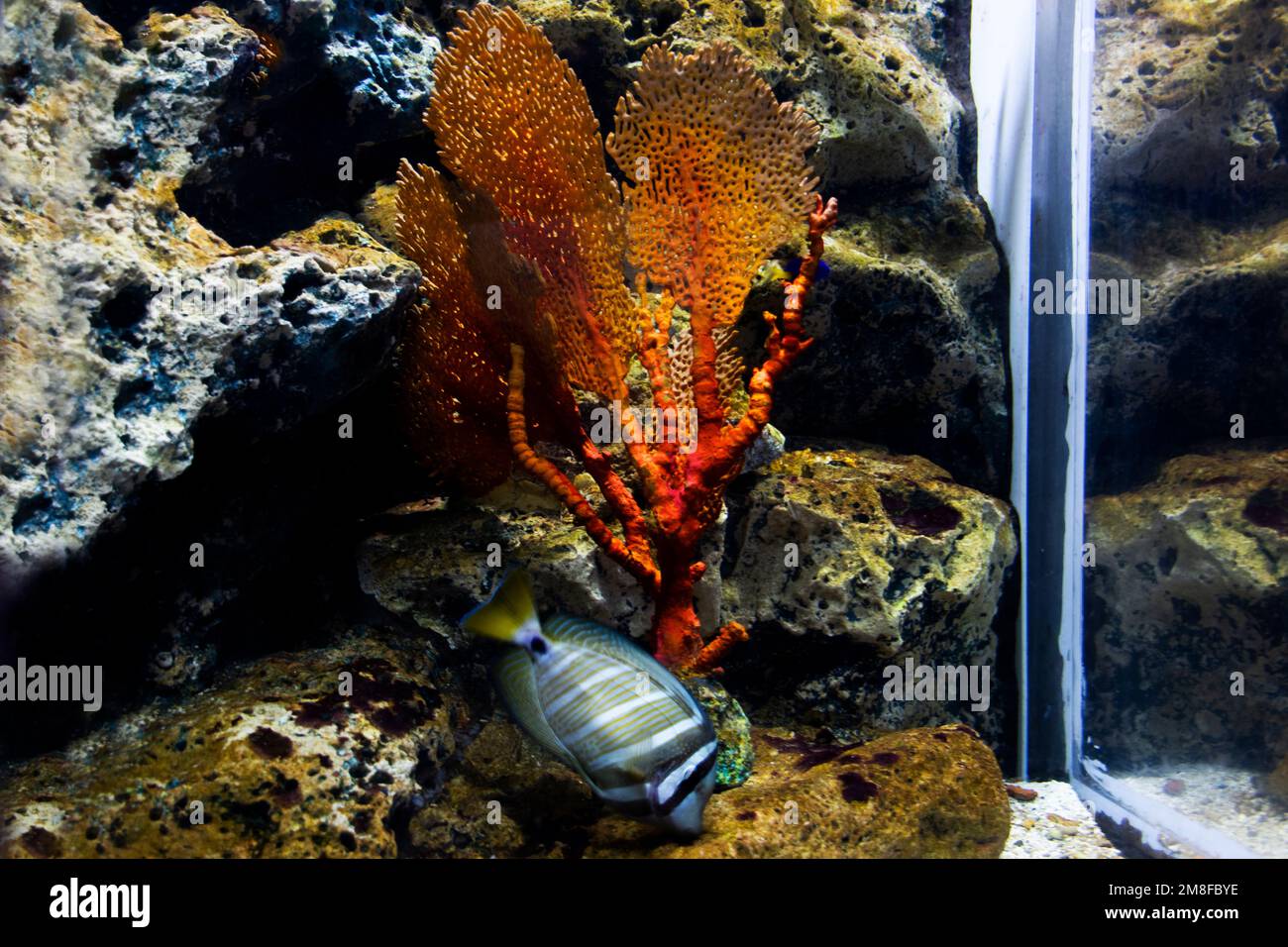 Institute building Marine Aquarium and Science Museum of Burapha ...