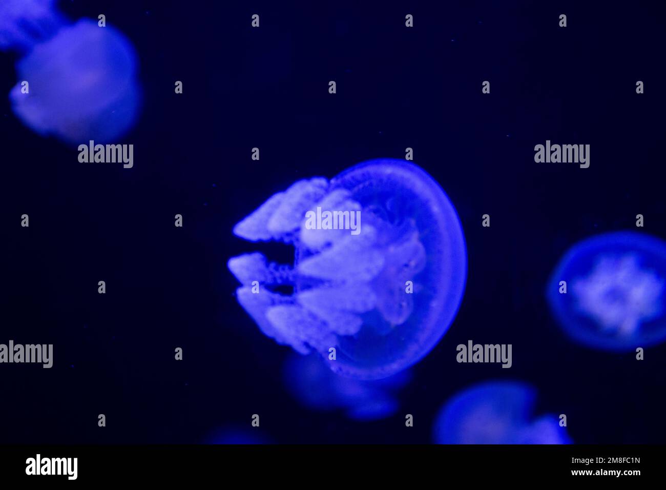 Sea jellies or Jellyfish in Institute building Marine Aquarium and ...