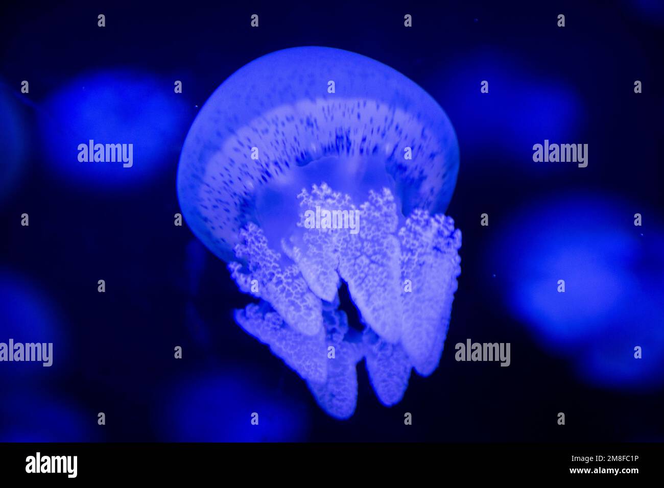 Sea jellies or Jellyfish in Institute building Marine Aquarium and ...