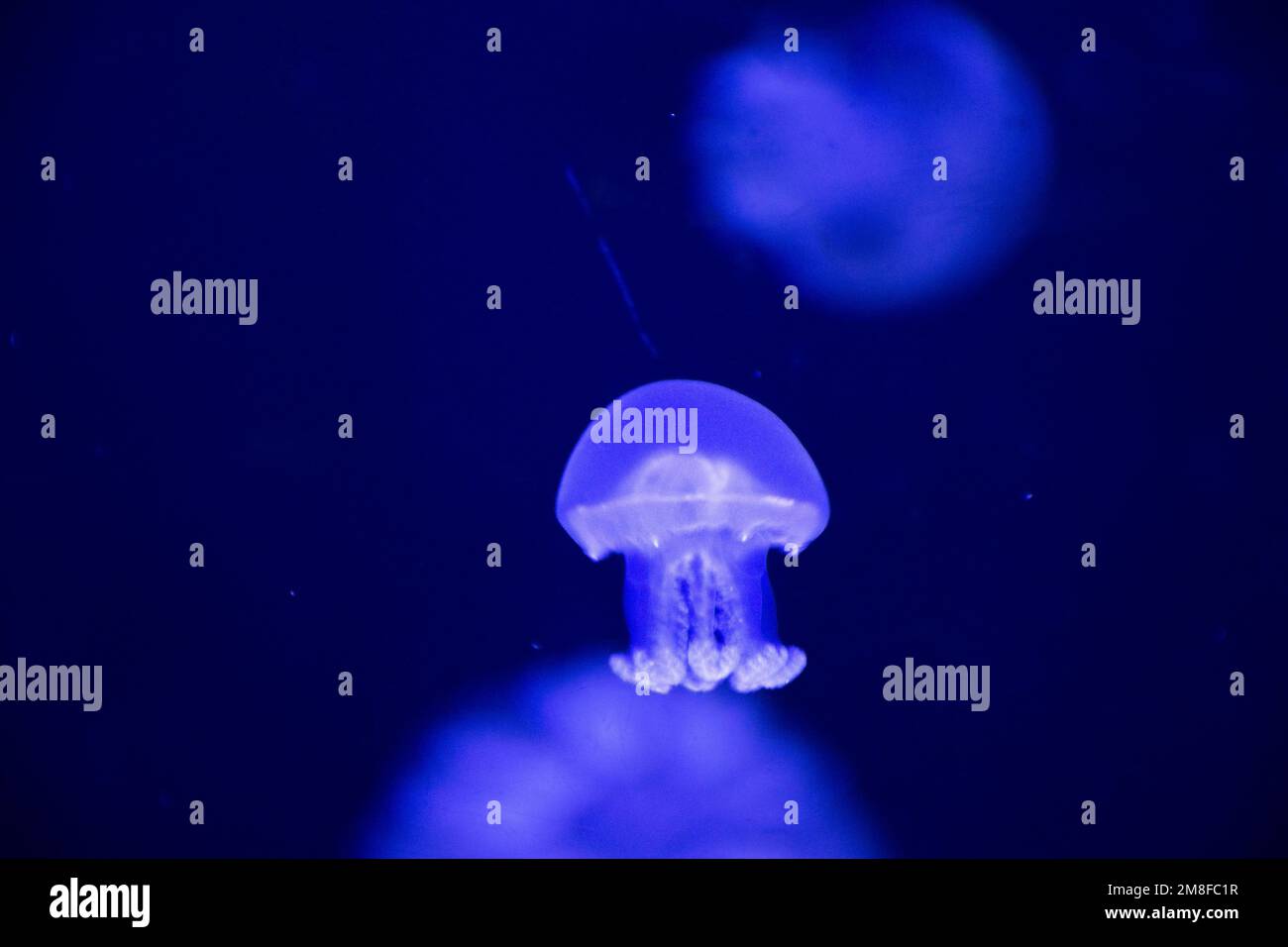 Sea jellies or Jellyfish in Institute building Marine Aquarium and ...