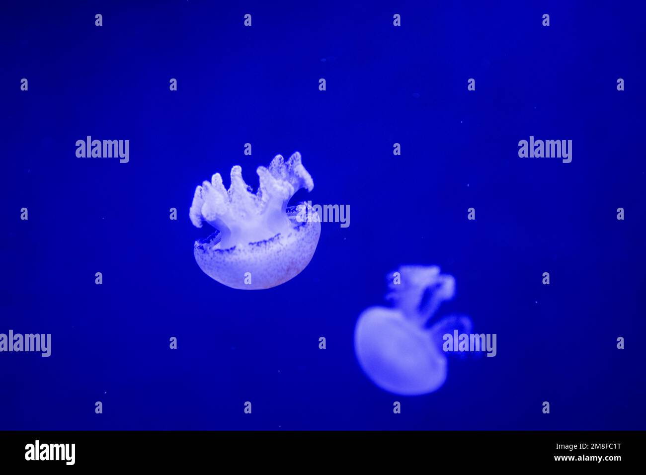 Sea jellies or Jellyfish in Institute building Marine Aquarium and ...