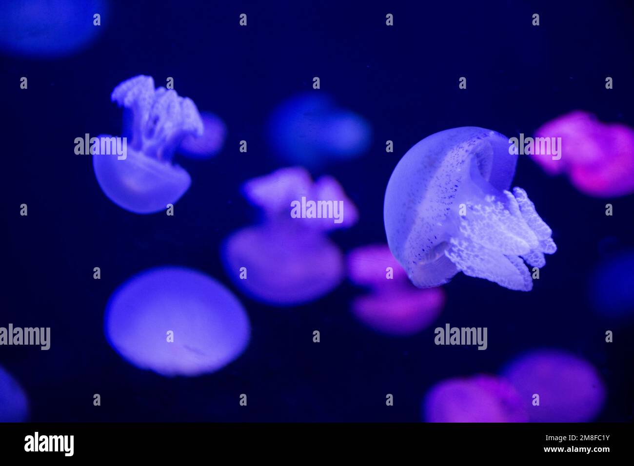 Sea jellies or Jellyfish in Institute building Marine Aquarium and ...
