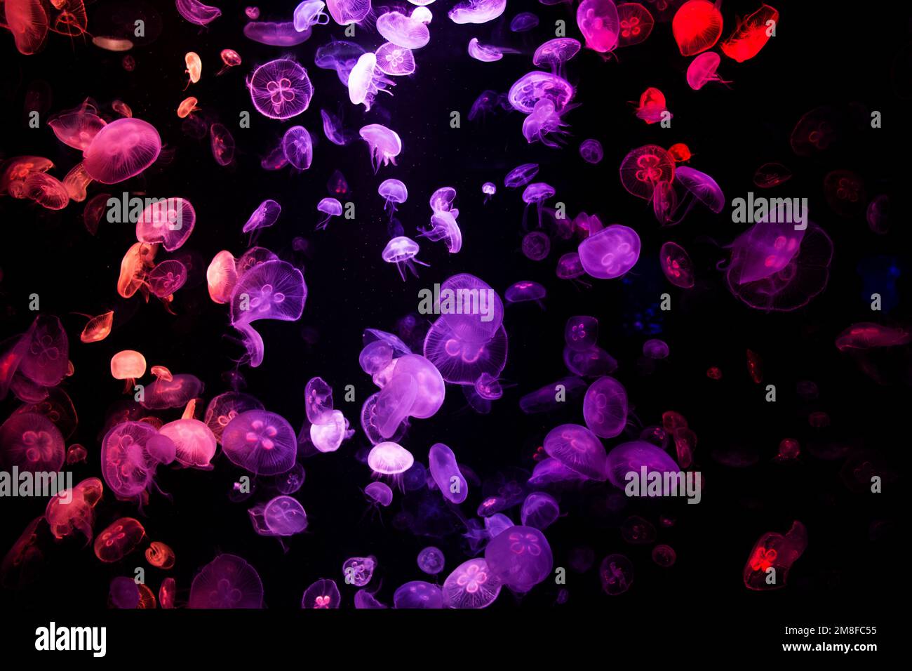 Sea jellies or Jellyfish in Institute building Marine Aquarium and ...