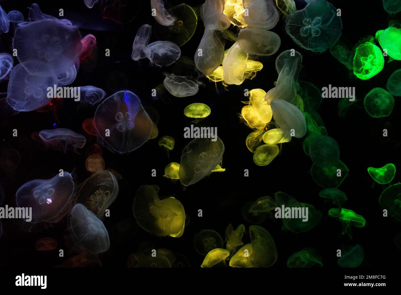 Sea jellies or Jellyfish in Institute building Marine Aquarium and ...