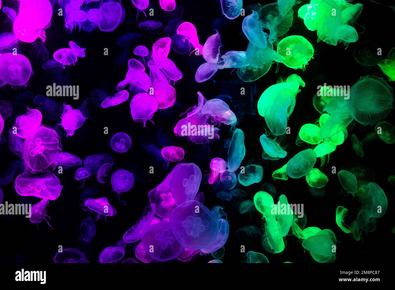 Sea jellies or Jellyfish in Institute building Marine Aquarium and ...