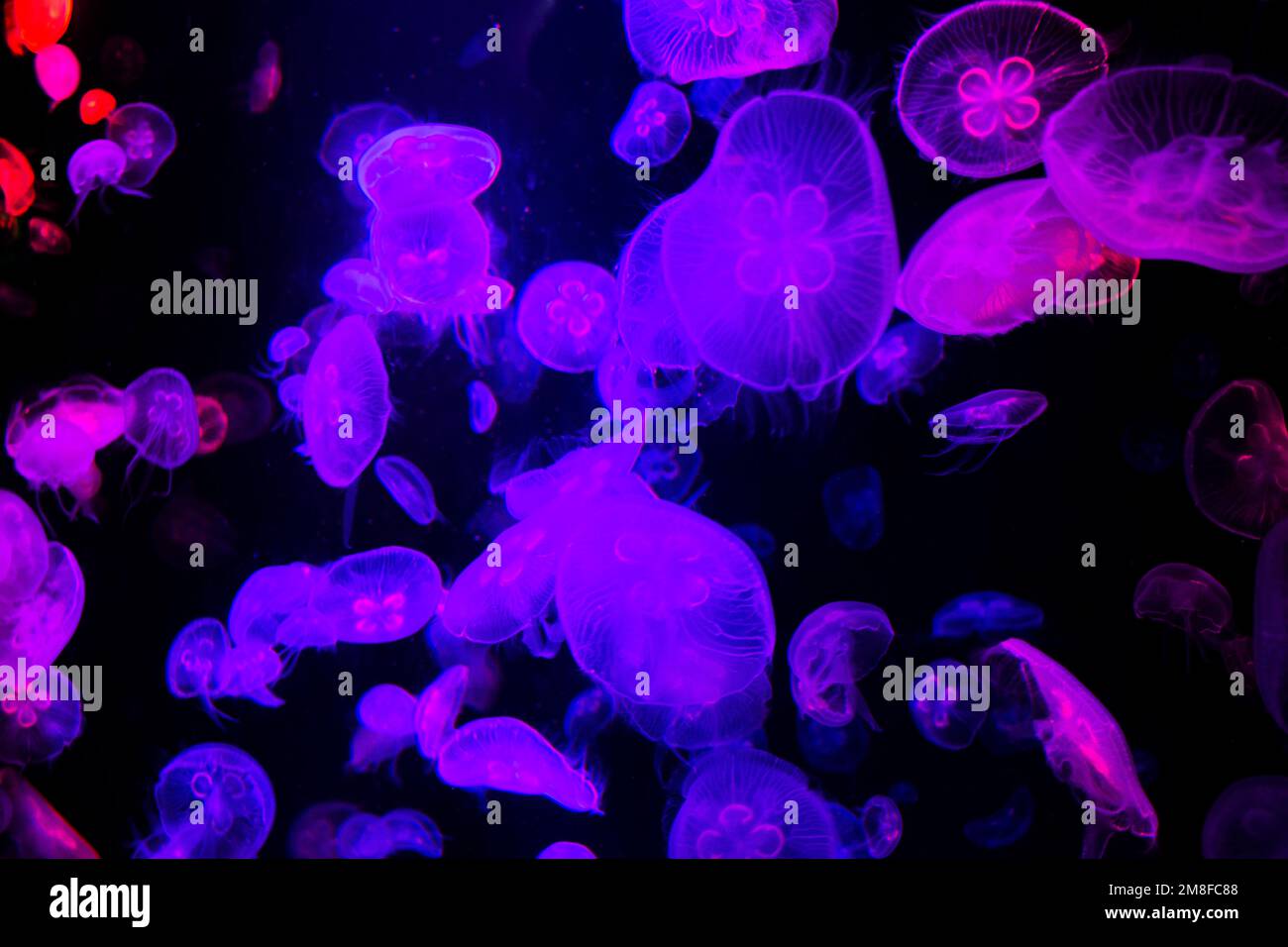 Sea jellies or Jellyfish in Institute building Marine Aquarium and ...
