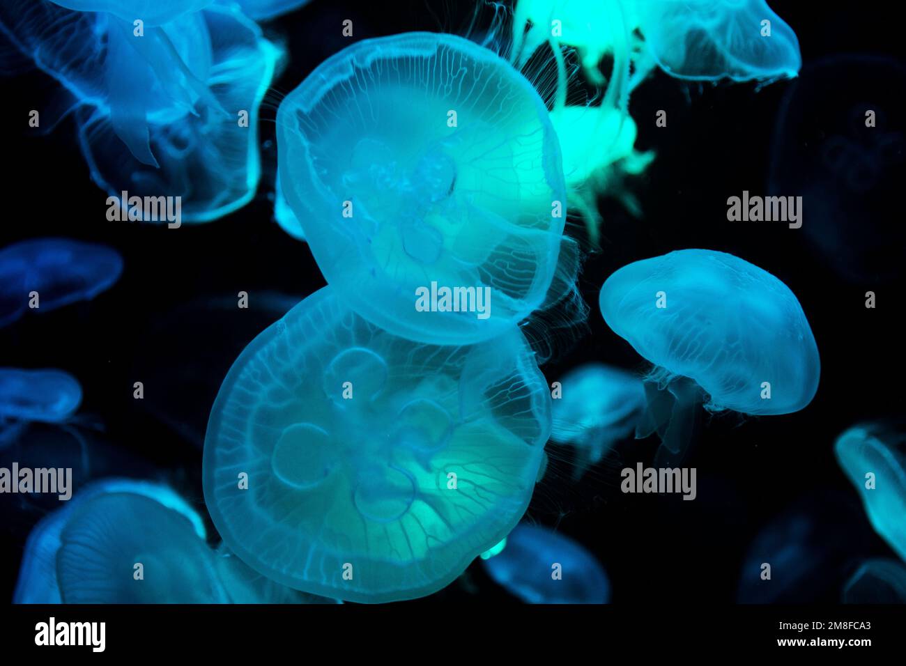 Sea jellies or Jellyfish in Institute building Marine Aquarium and ...