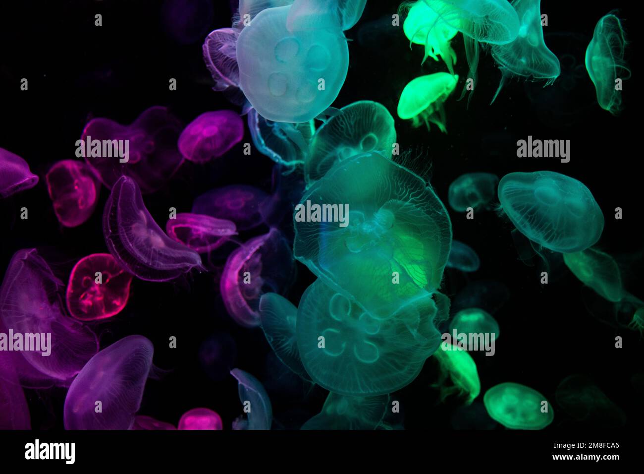 Sea jellies or Jellyfish in Institute building Marine Aquarium and ...