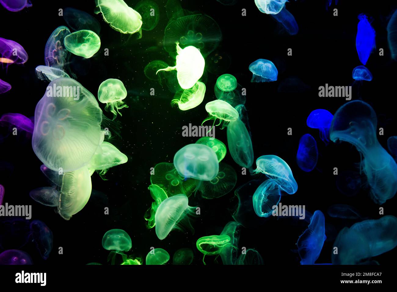 Sea jellies or Jellyfish in Institute building Marine Aquarium and ...