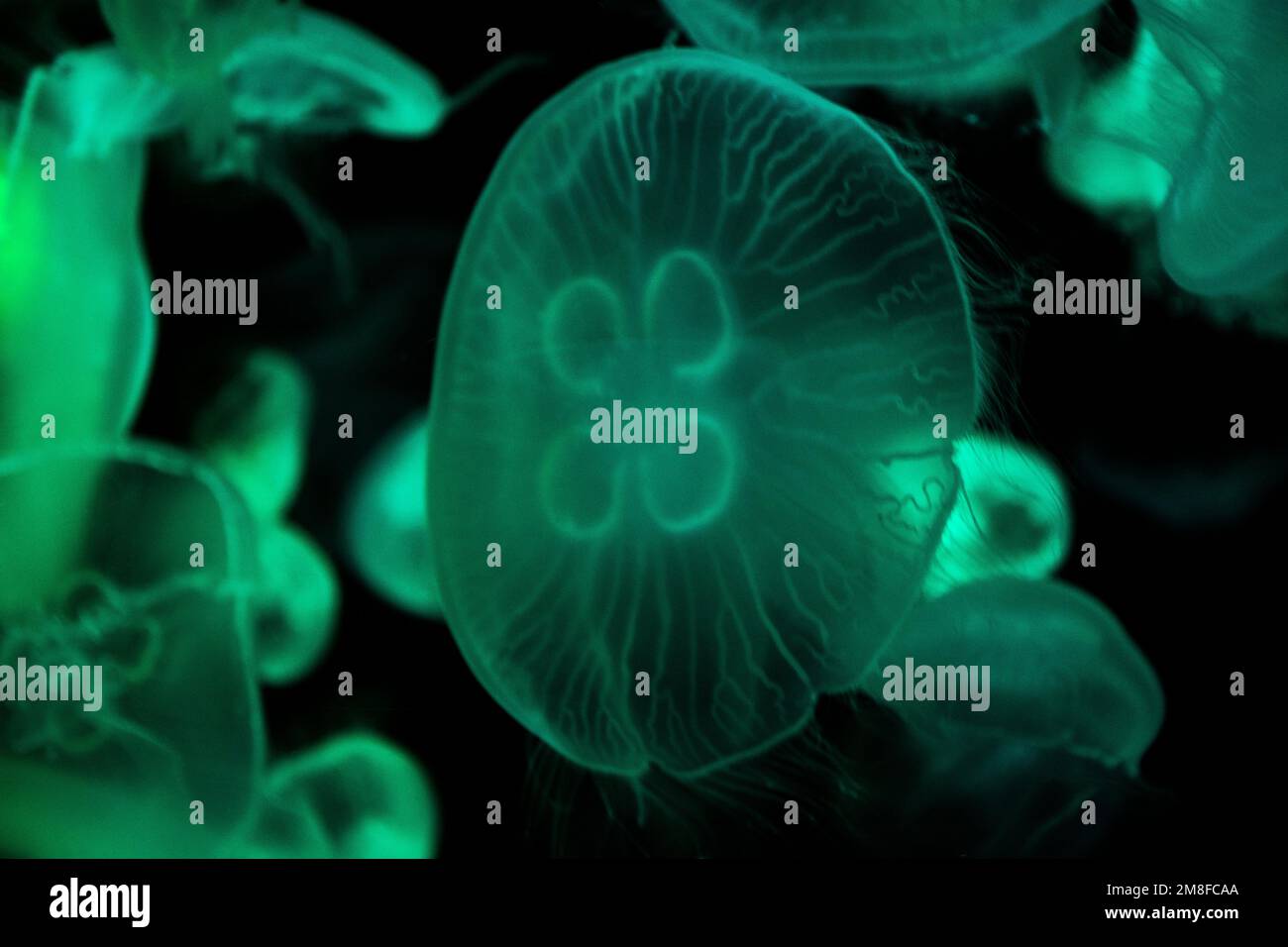 Sea jellies or Jellyfish in Institute building Marine Aquarium and ...