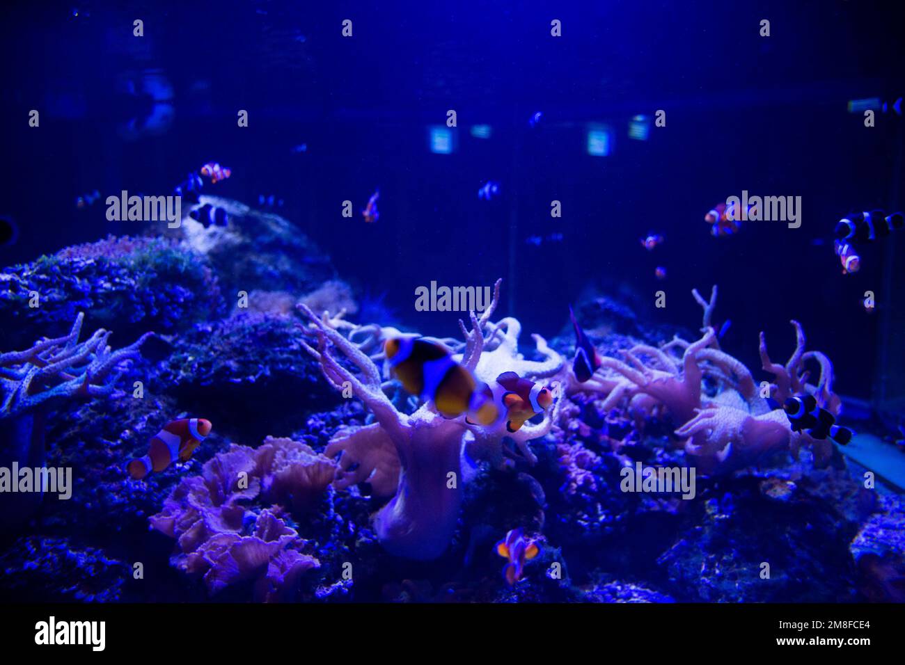 Institute building Marine Aquarium and Science Museum of Burapha ...