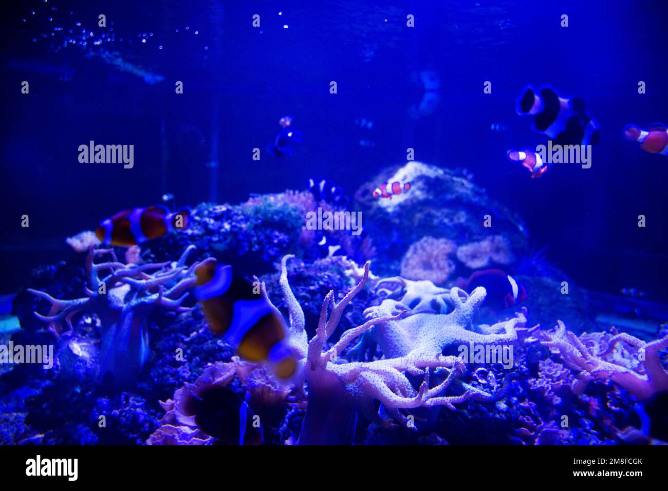 Institute building Marine Aquarium and Science Museum of Burapha ...