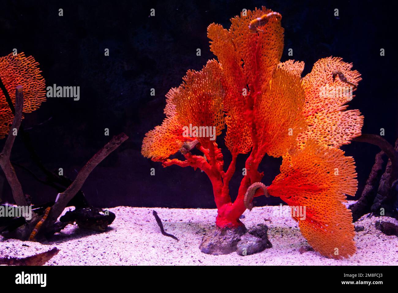 Institute building Marine Aquarium and Science Museum for thai people ...