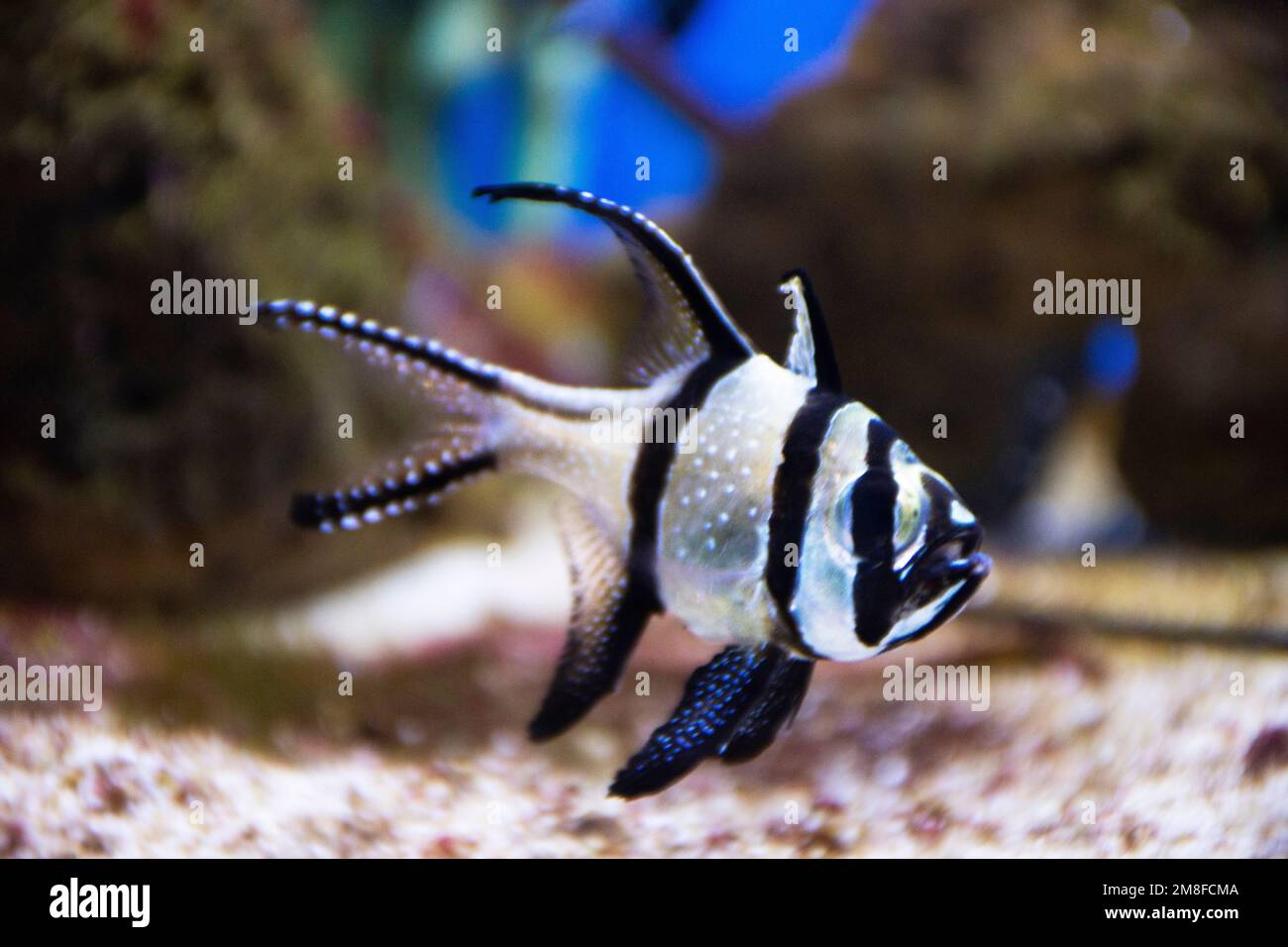 Institute building Marine Aquarium and Science Museum for thai people ...