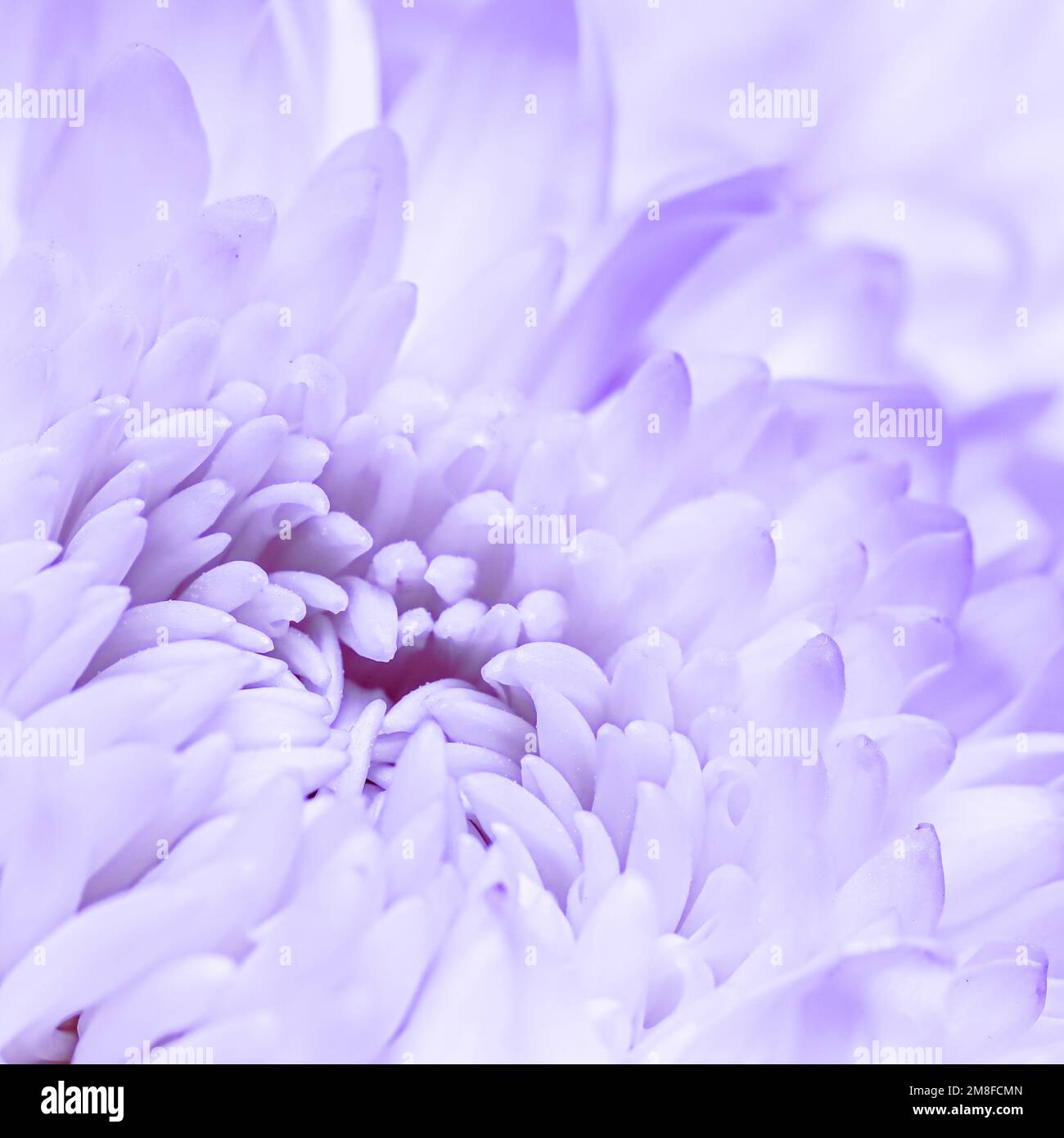 Abstract floral background, white purple chrysanthemum flower. Macro ...