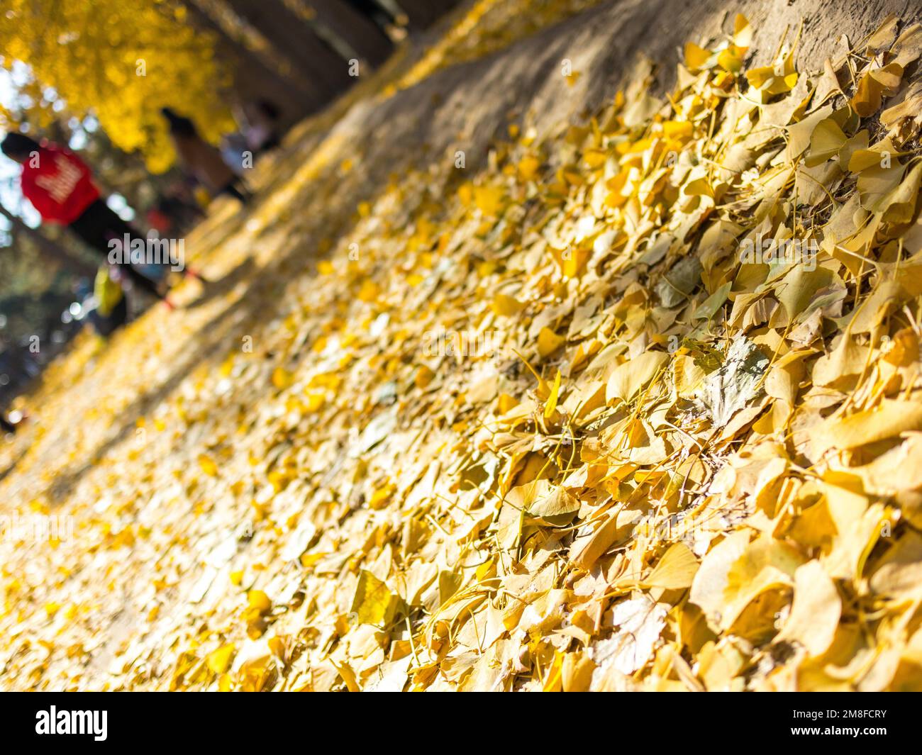 Ginkgo biloba of autumn Stock Photo - Alamy