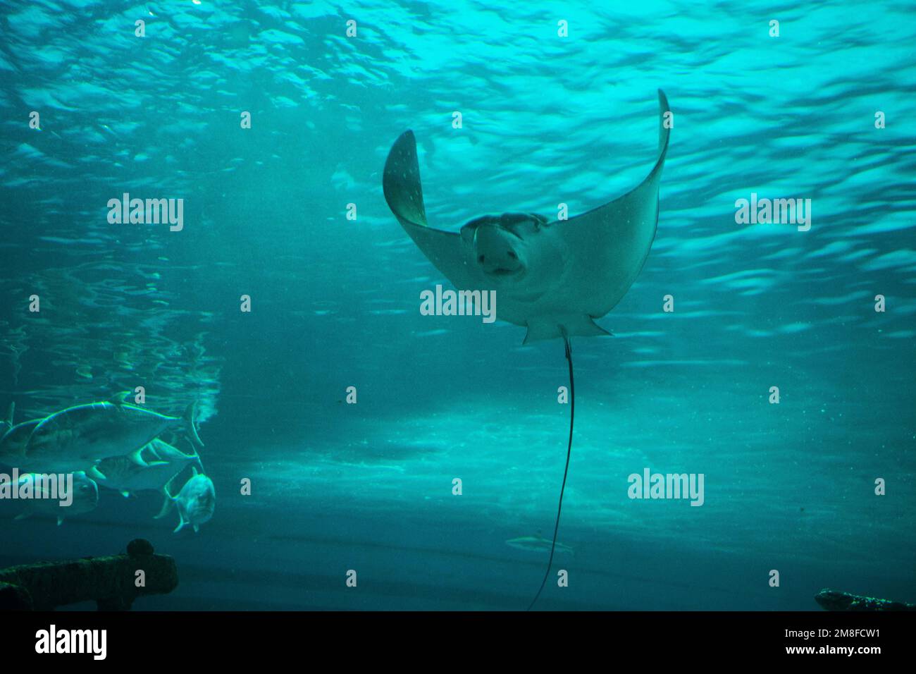 Institute building Marine Aquarium and Science Museum of Burapha ...