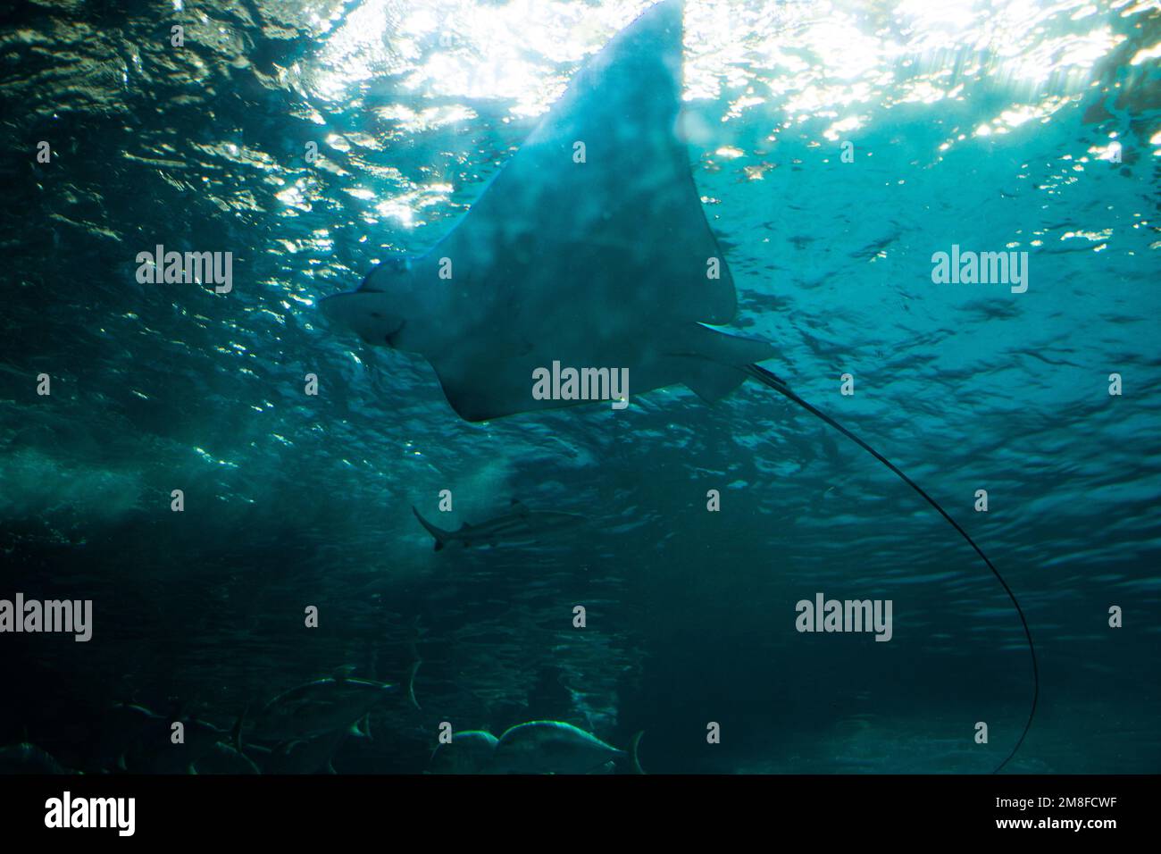 Institute building Marine Aquarium and Science Museum of Burapha ...