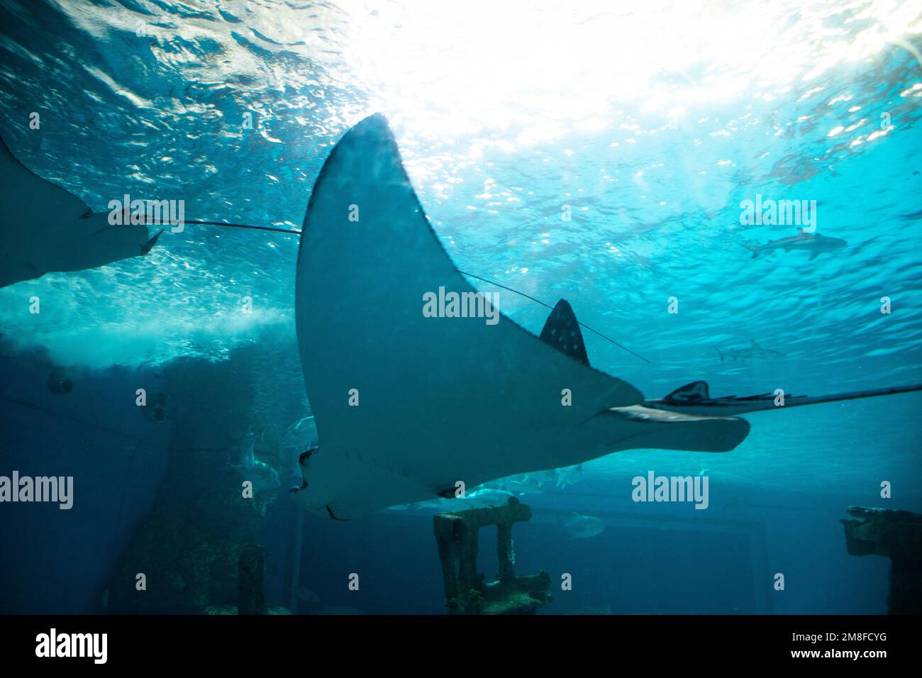 Institute building Marine Aquarium and Science Museum of Burapha ...