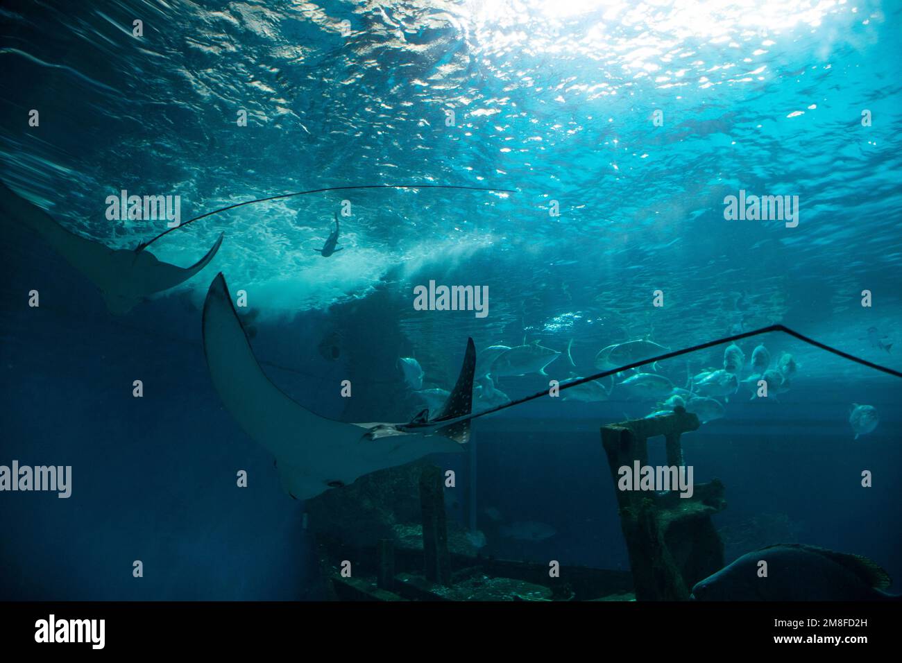 Institute building Marine Aquarium and Science Museum of Burapha ...