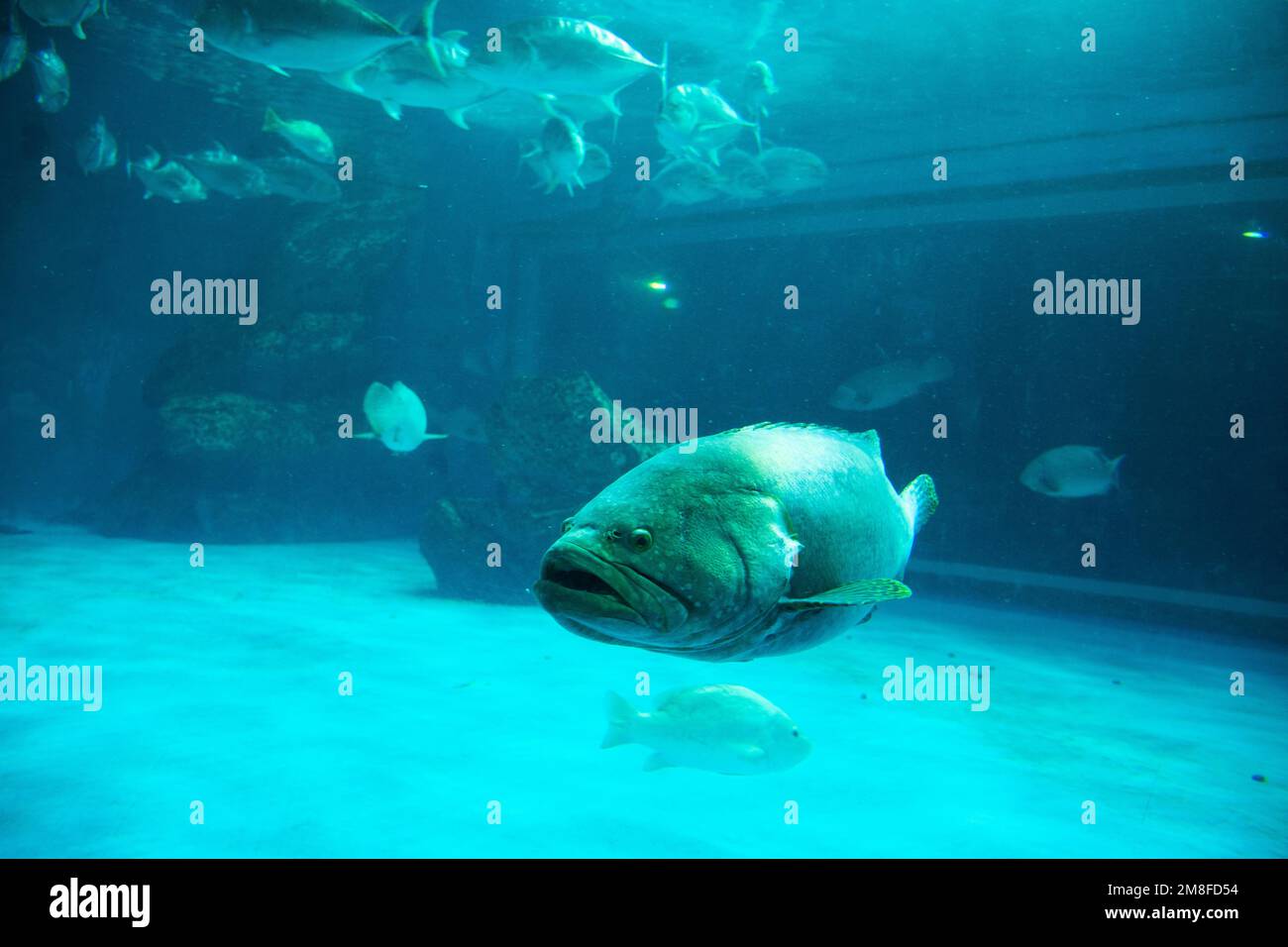 Institute building Marine Aquarium and Science Museum of Burapha ...