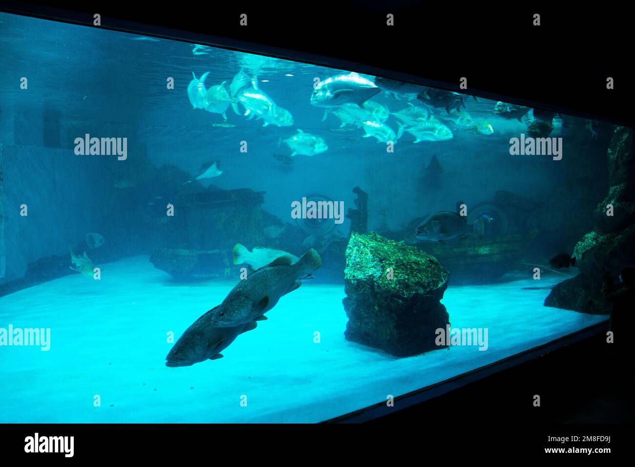 Institute building Marine Aquarium and Science Museum of Burapha ...