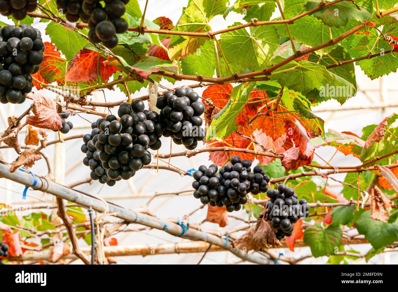 Low angle view bunches of purple black grapes hanging in the branches ...