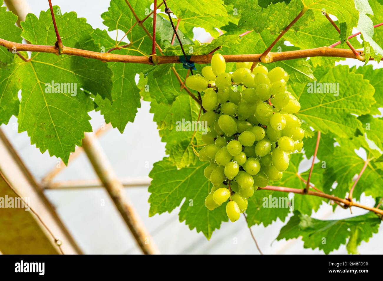 Grapevine in a greenhouse hi-res stock photography and images - Alamy