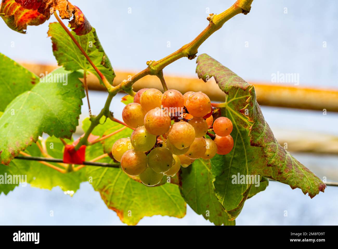Low angle view a bunch of colorful grapes hanging at the branch of a ...