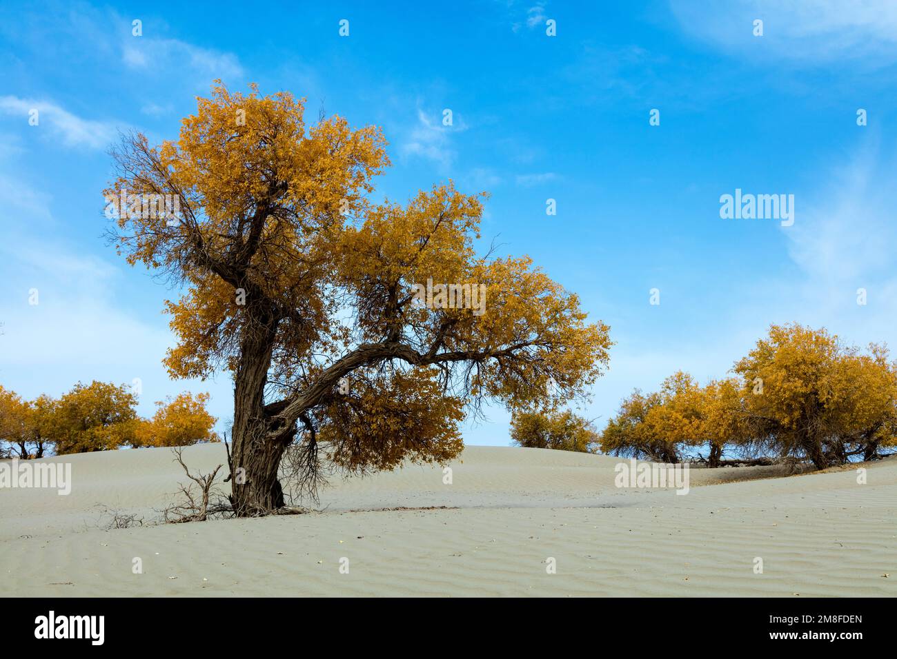 Tarim hi-res stock photography and images - Alamy
