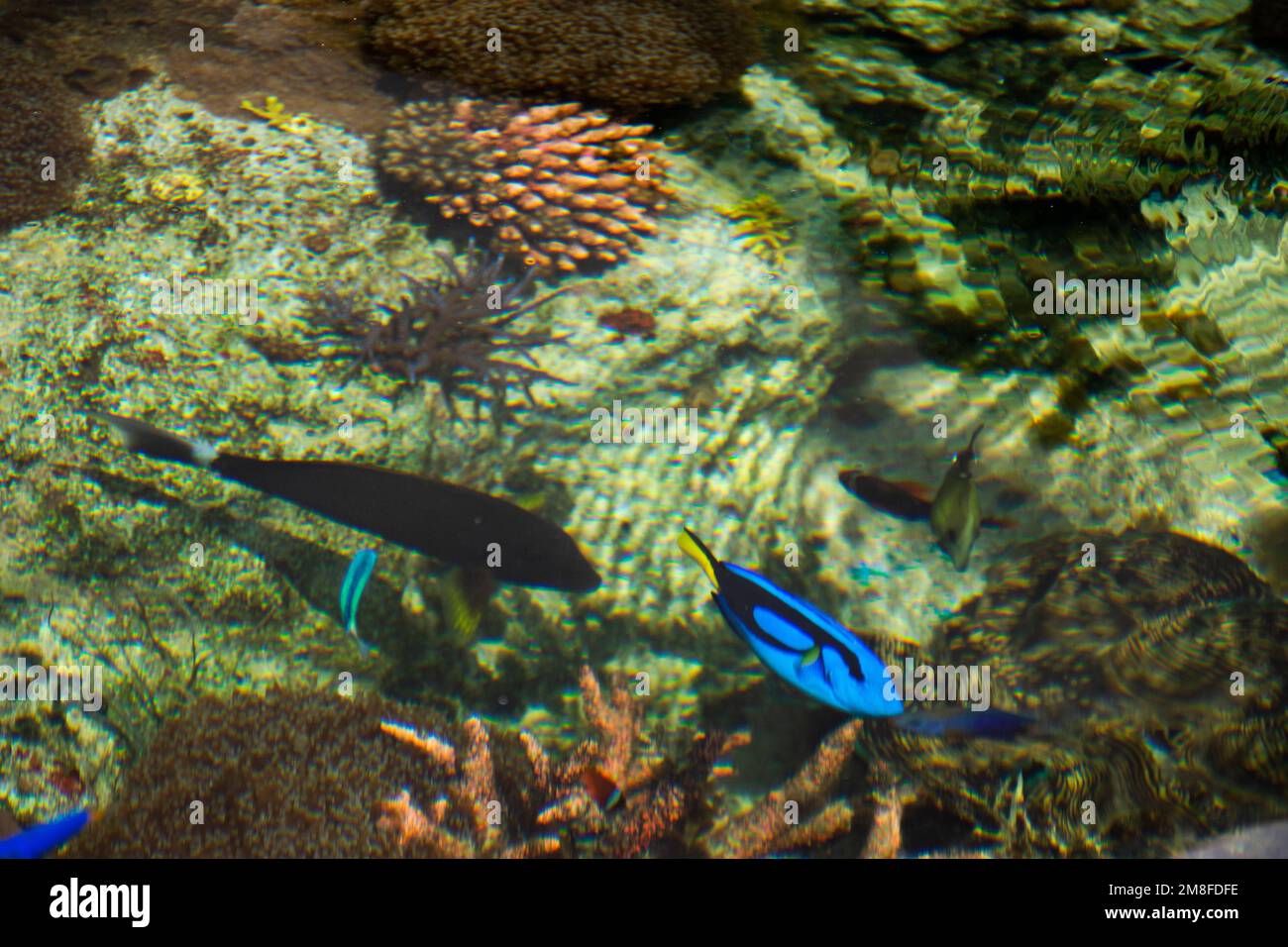 Institute building Marine Aquarium and Science Museum of Burapha ...
