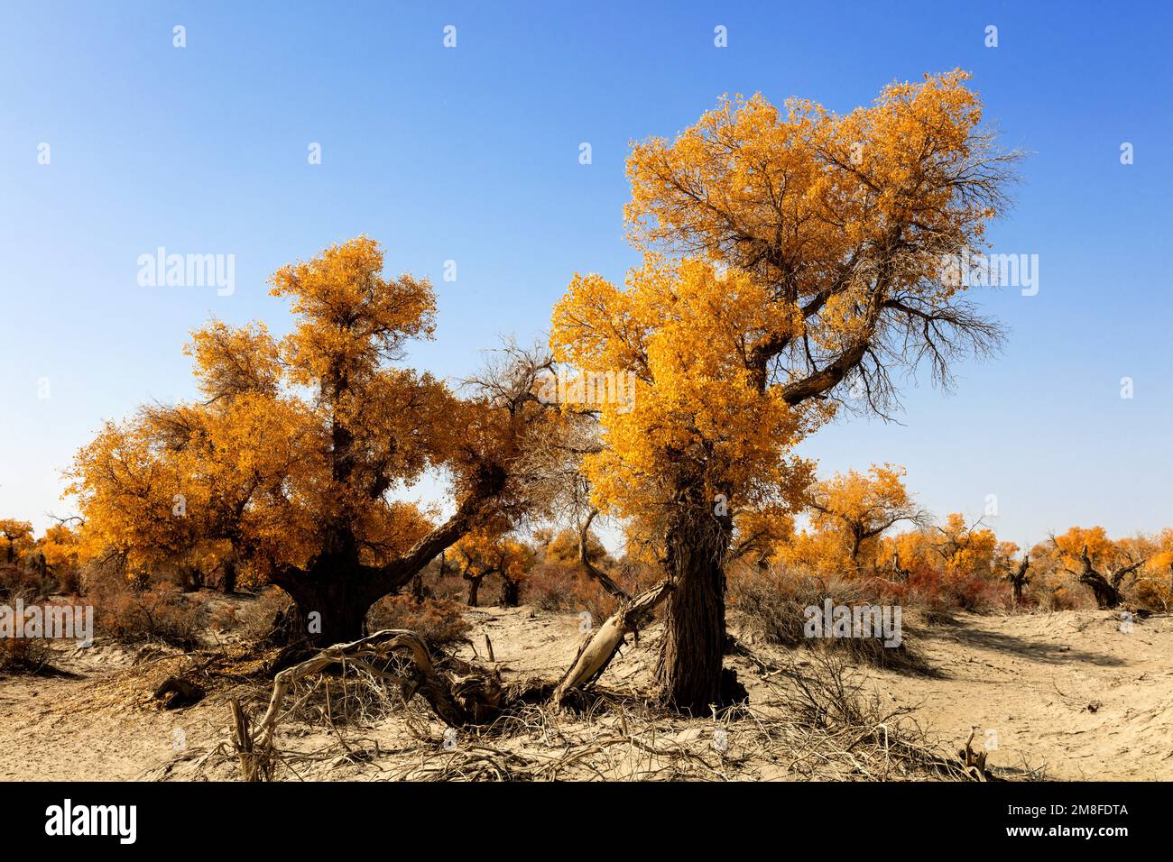 Tarim hi-res stock photography and images - Alamy