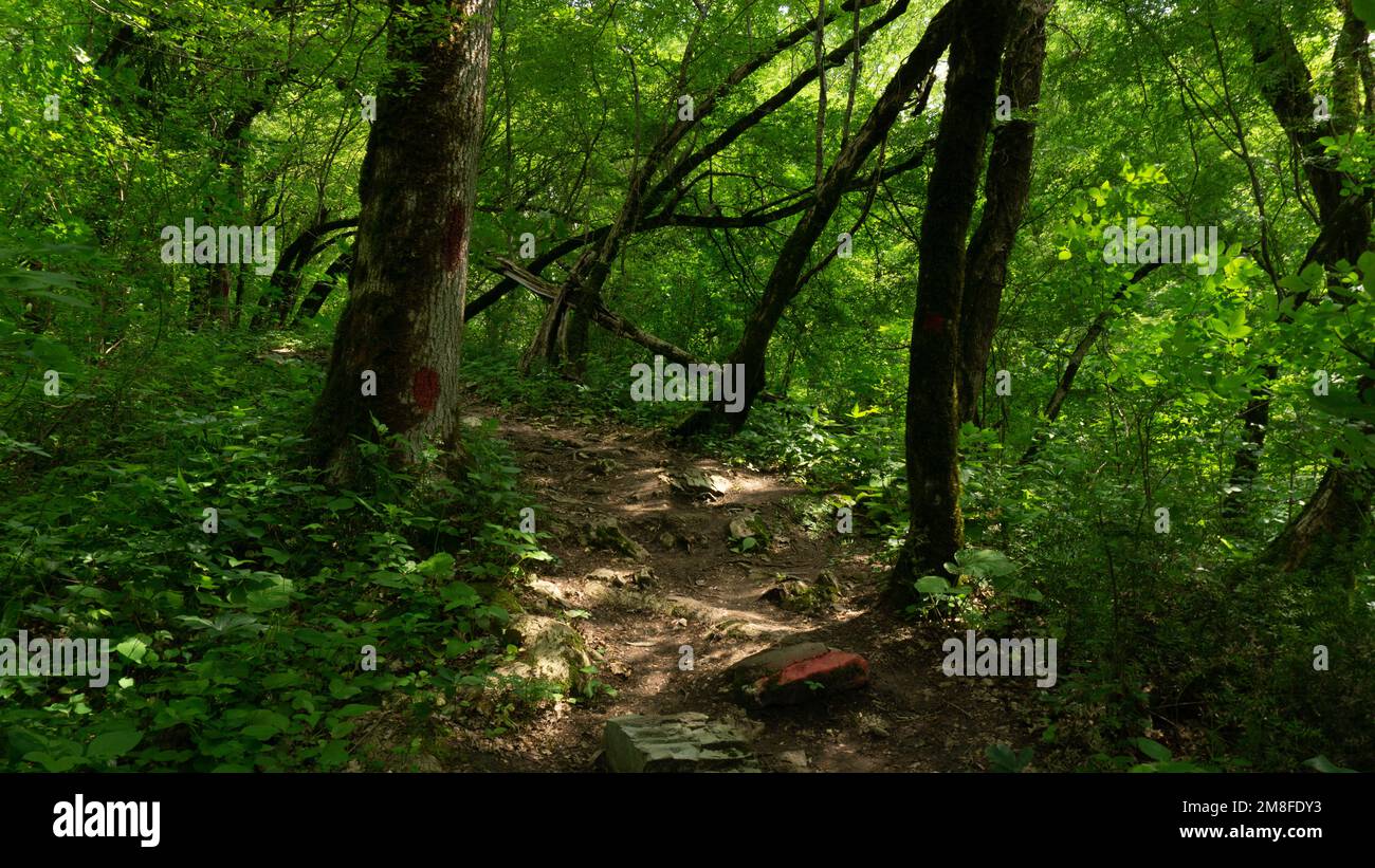 Tourist path in the deciduous forest. Berendeyevo kingdom, Russia ...