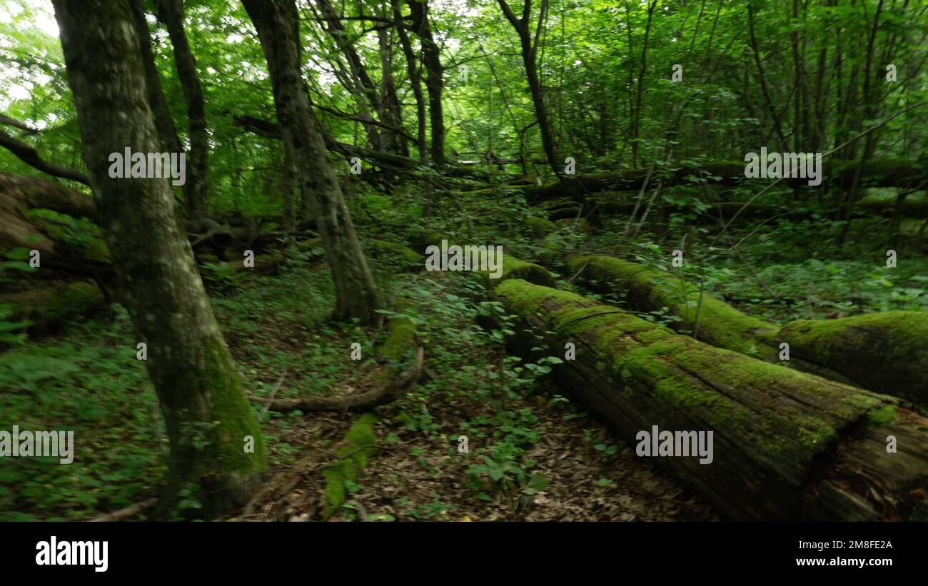 Tourist path in the deciduous forest. Berendeyevo kingdom, Russia ...