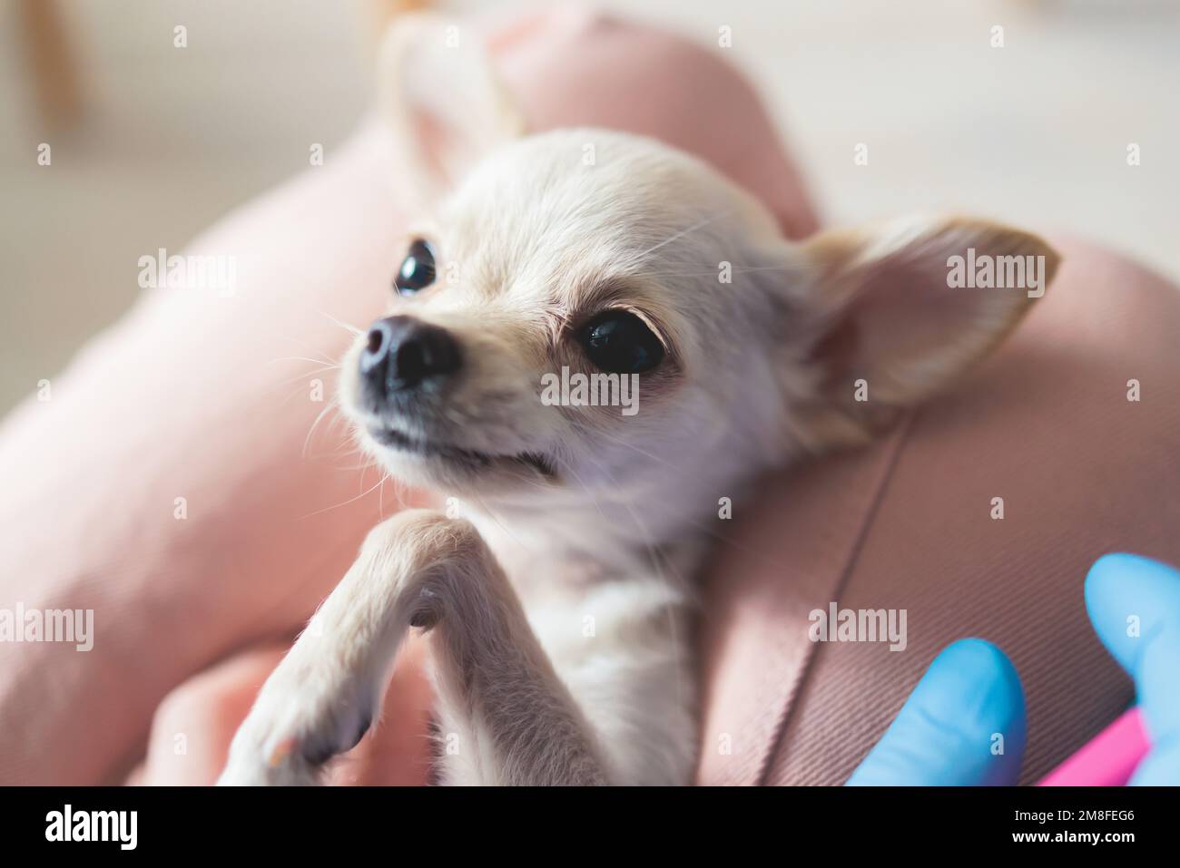 Veterinarian specialist holding small tiny dog and cleaning whitening ...