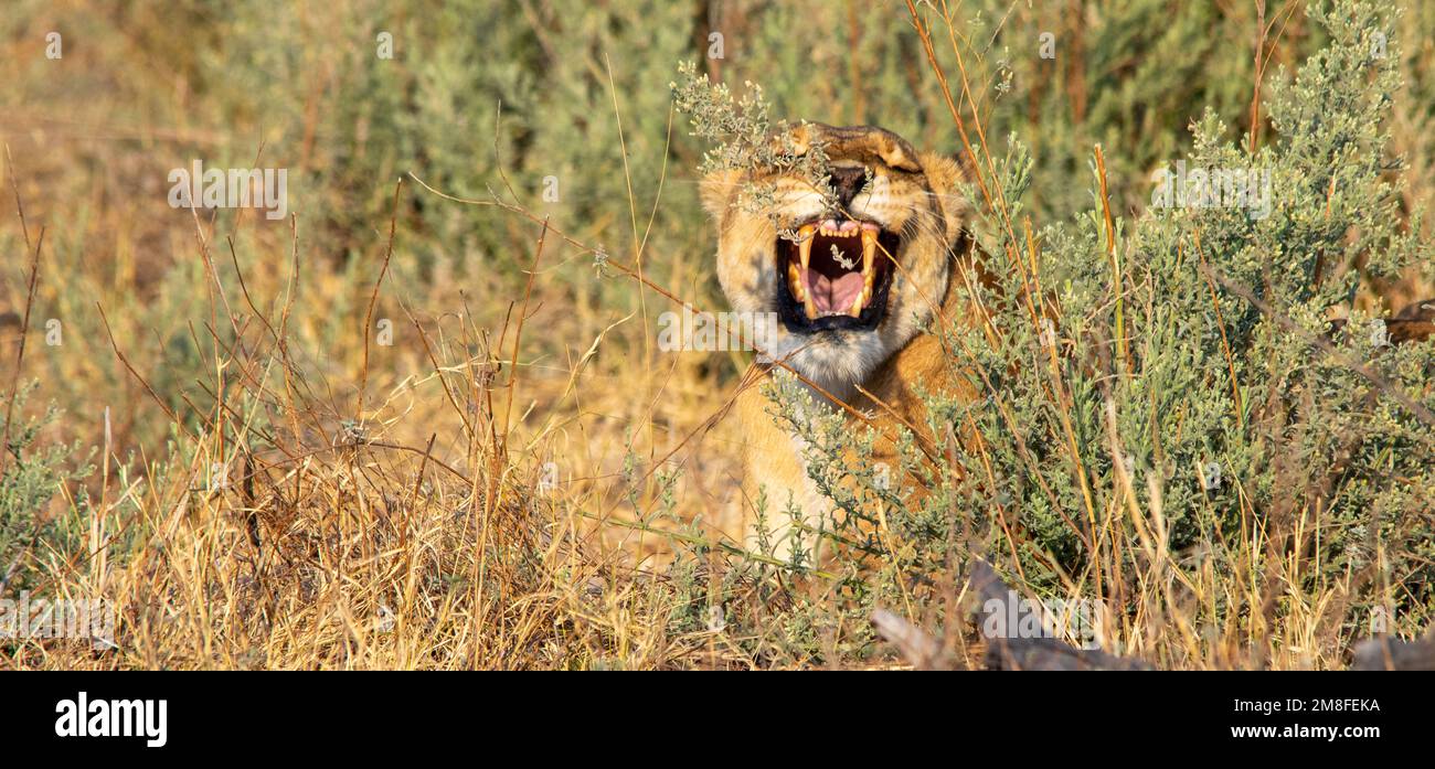 Lion growling hi-res stock photography and images - Alamy