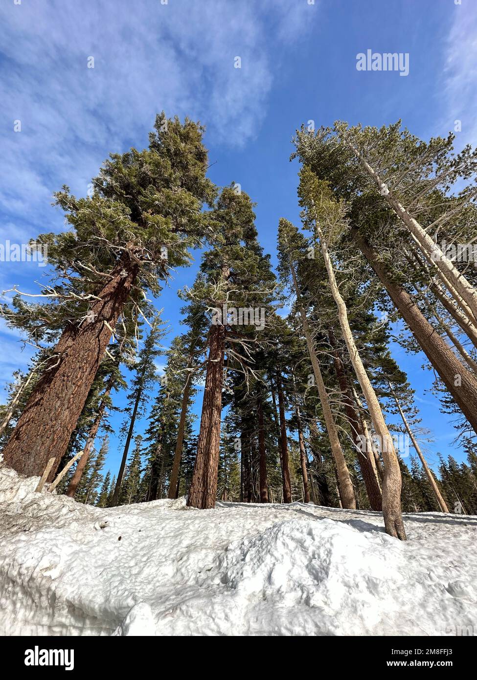 A vertical low angle shot of tall trees against a blue sky in a ...