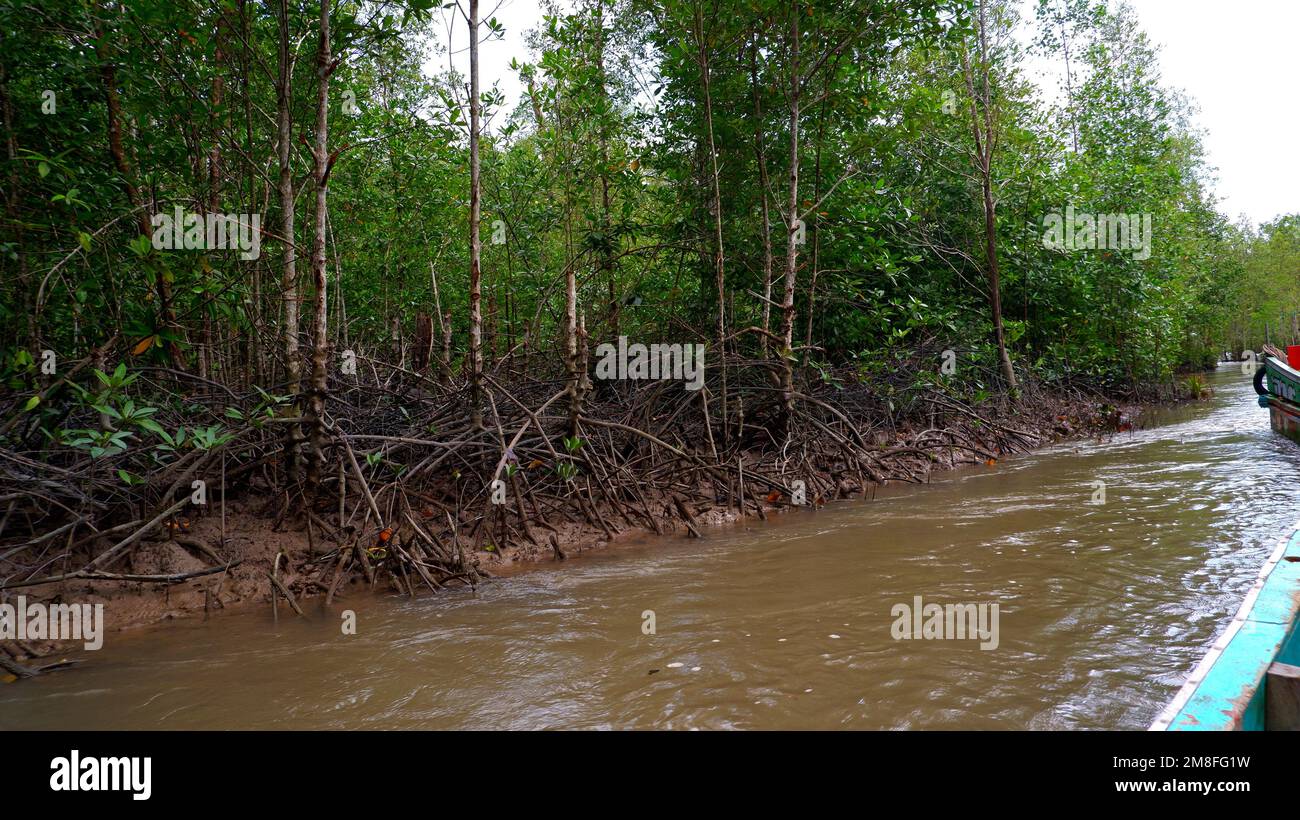 Natural Scenery Of River Flow, Mangrove Forest Ecosystem And Fishing ...