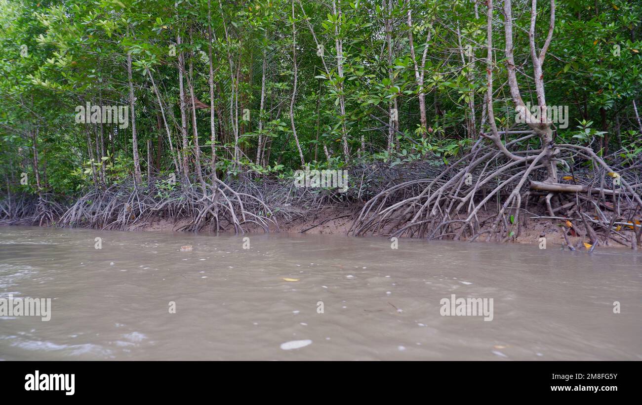 Natural Scenery Of River And Green Mangrove Forest Ecosystem Habitat ...