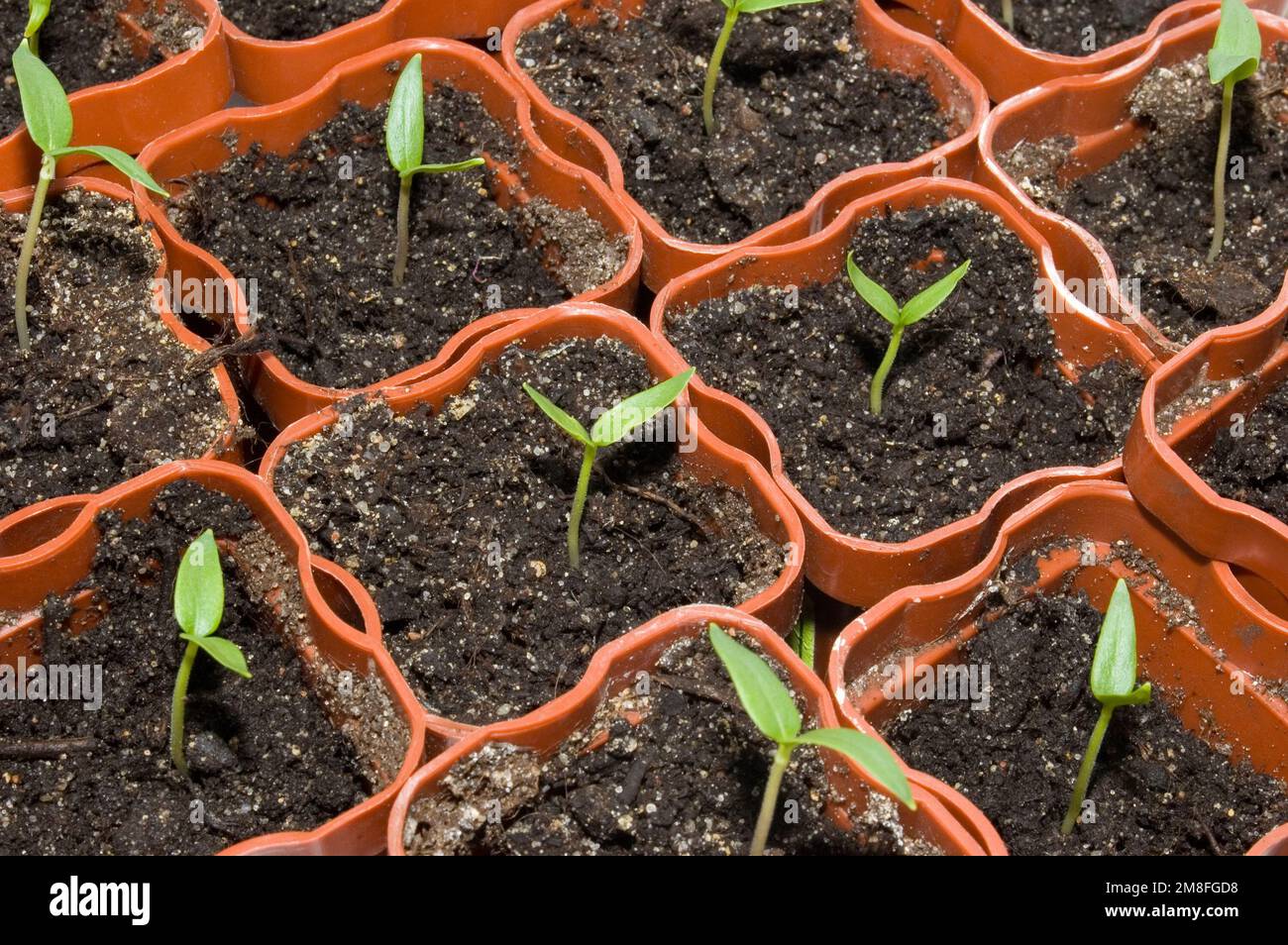 Little two leaves seedlings of paprika Stock Photo - Alamy
