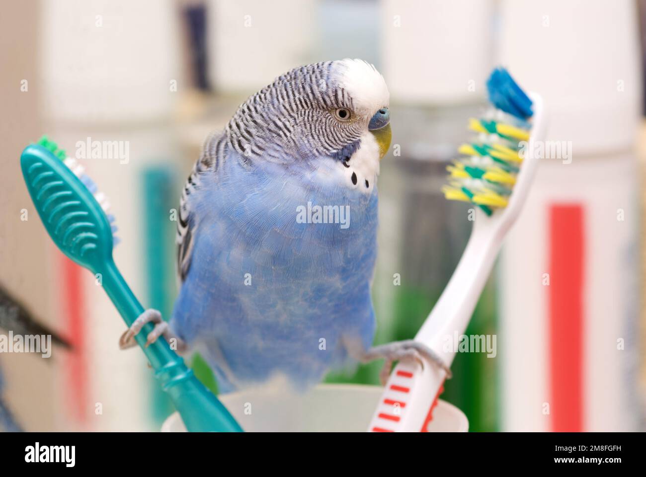Toothbrush tree hi-res stock photography and images - Alamy