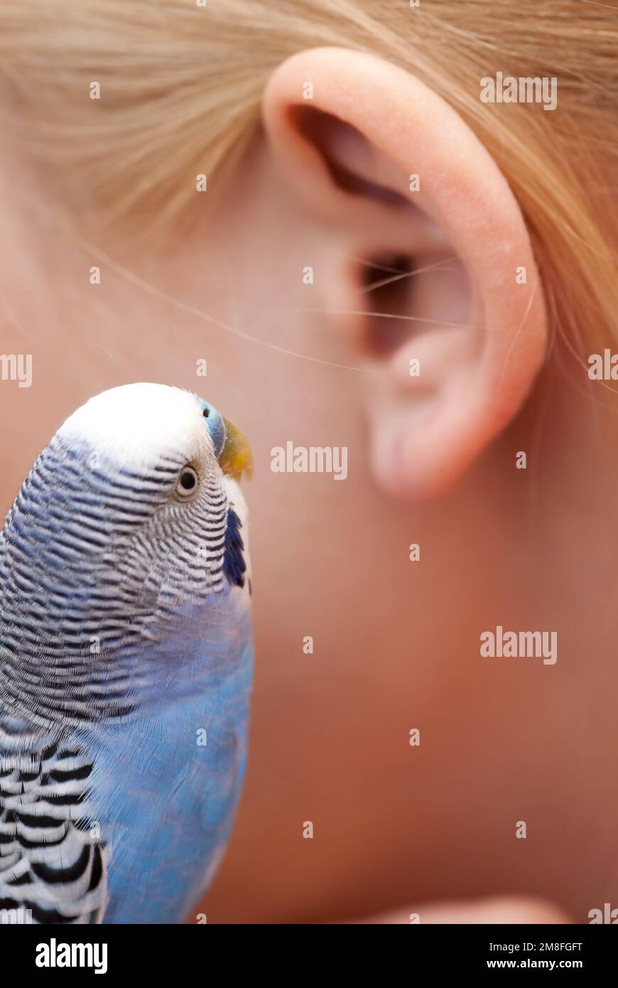 A little budgie whispering in somebody's ear Stock Photo - Alamy